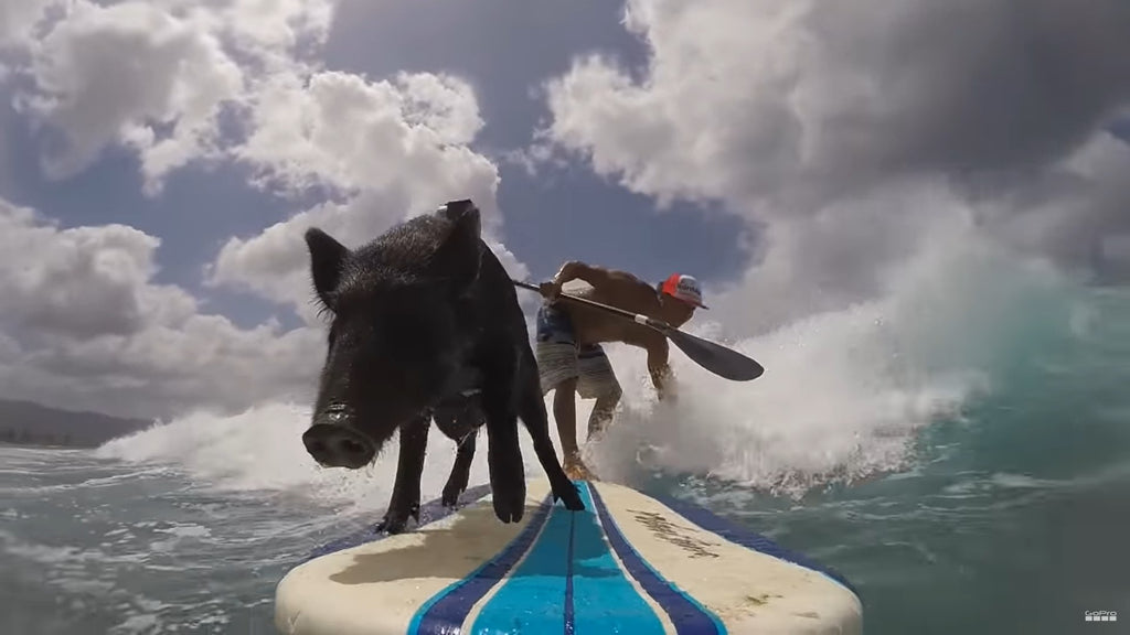 Kama the Paddleboarding Pig — Sunplay